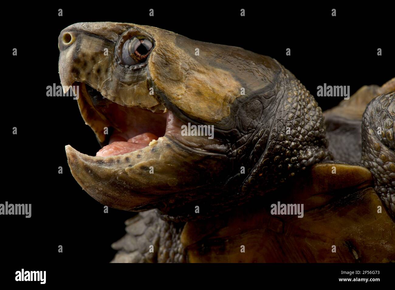 Big-headed turtle (Platysternon megacephalum Stock Photo - Alamy