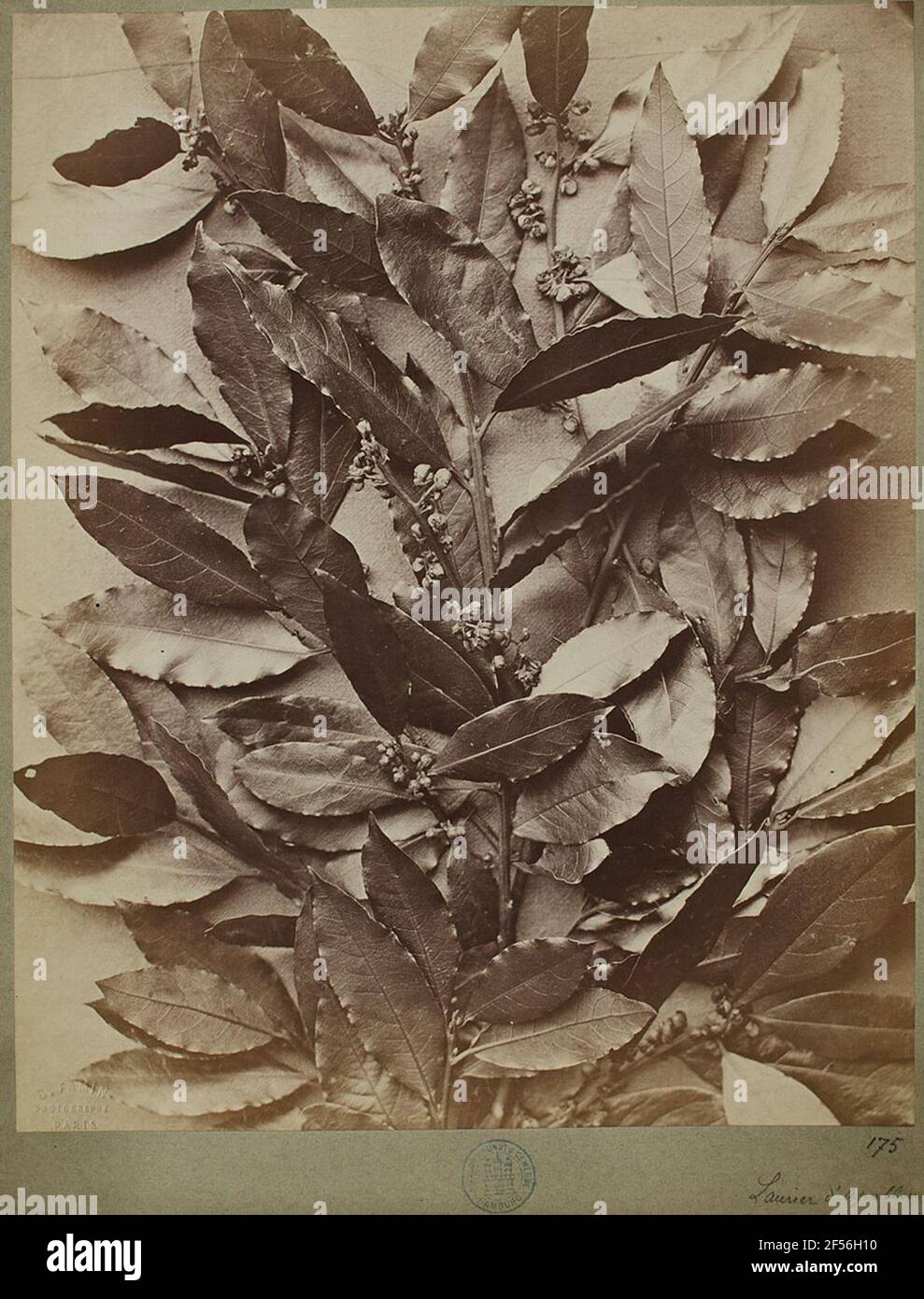 Apollos laurel wreath hi-res stock photography and images - Alamy