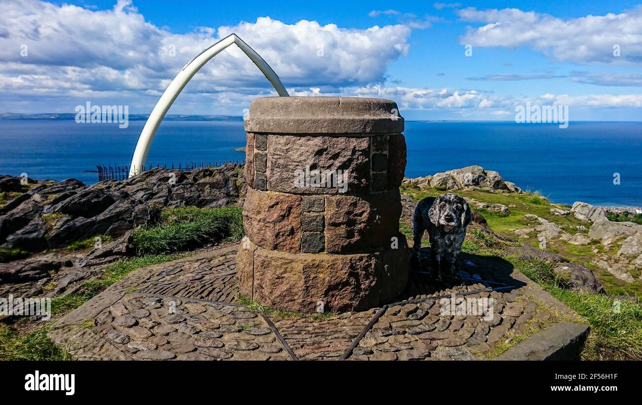 Top of North Berwick Law, with Cocker Spaniel dog standing beside ...