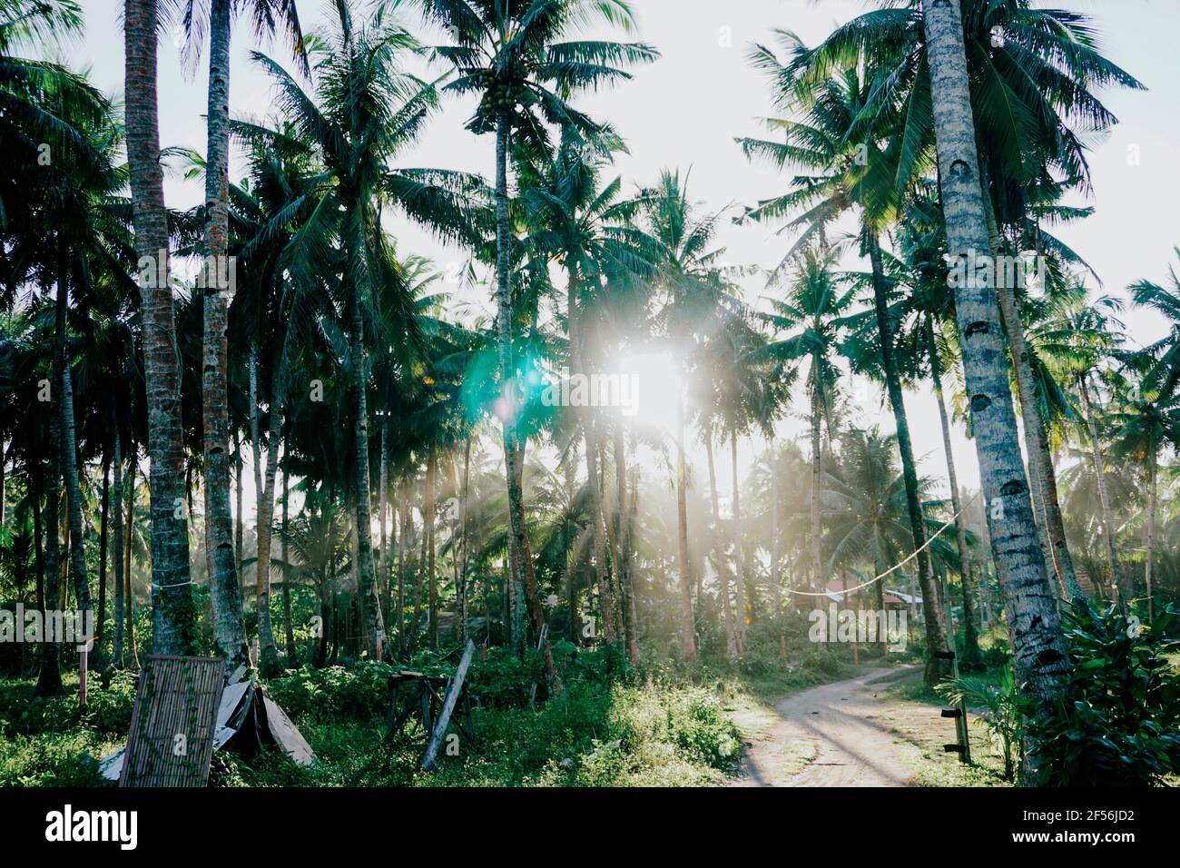 Palm trees at sunset, Siargao Island, Philippines Stock Photo - Alamy