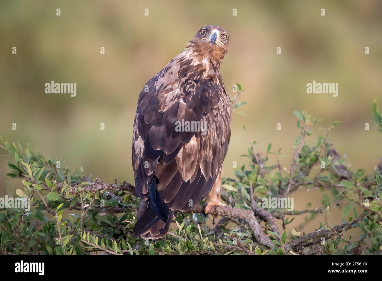 Closeup of a common buzzard perched on a tree branch Stock Photo - Alamy