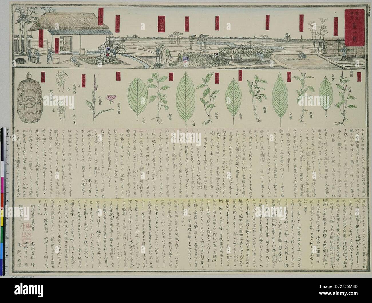 Indigo history hi-res stock photography and images - Alamy