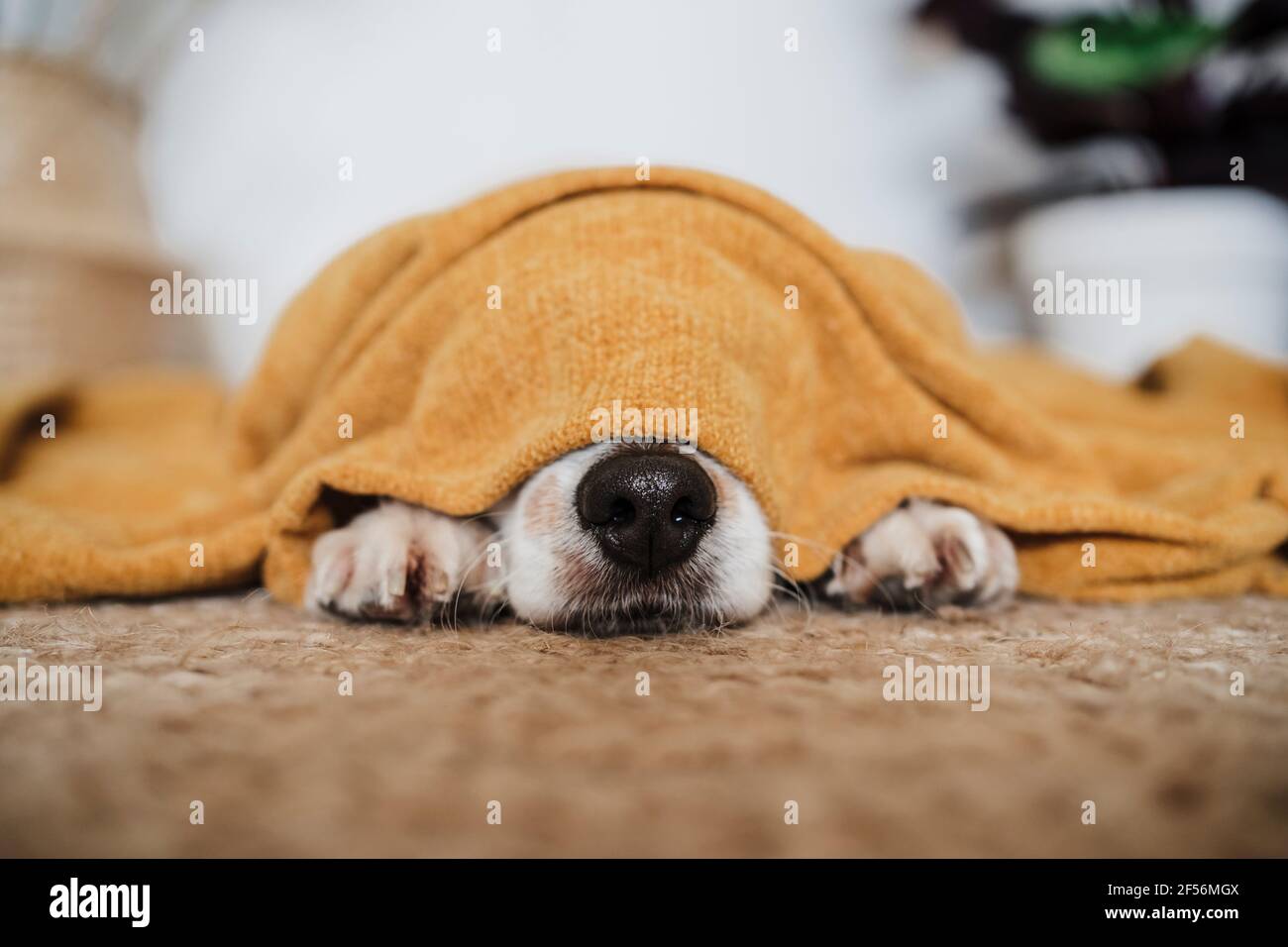 Dog covered in blanket lying on carpet at home Stock Photo - Alamy