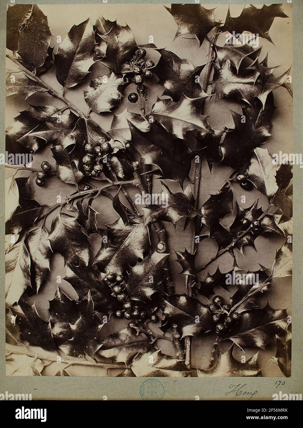 Significance of holly hi-res stock photography and images - Alamy