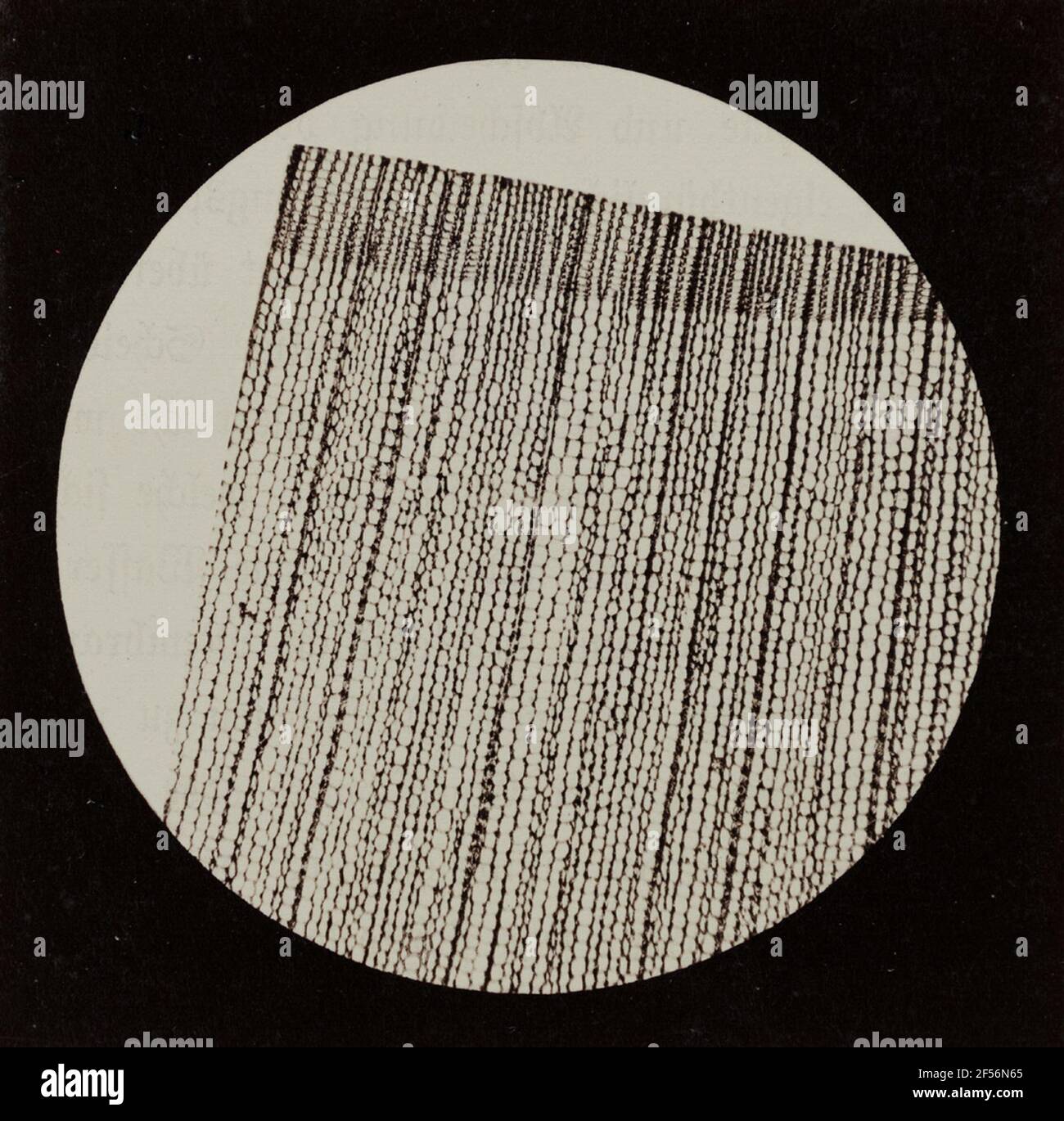Spruce wood (cross section). The recording was created for Stindes ...