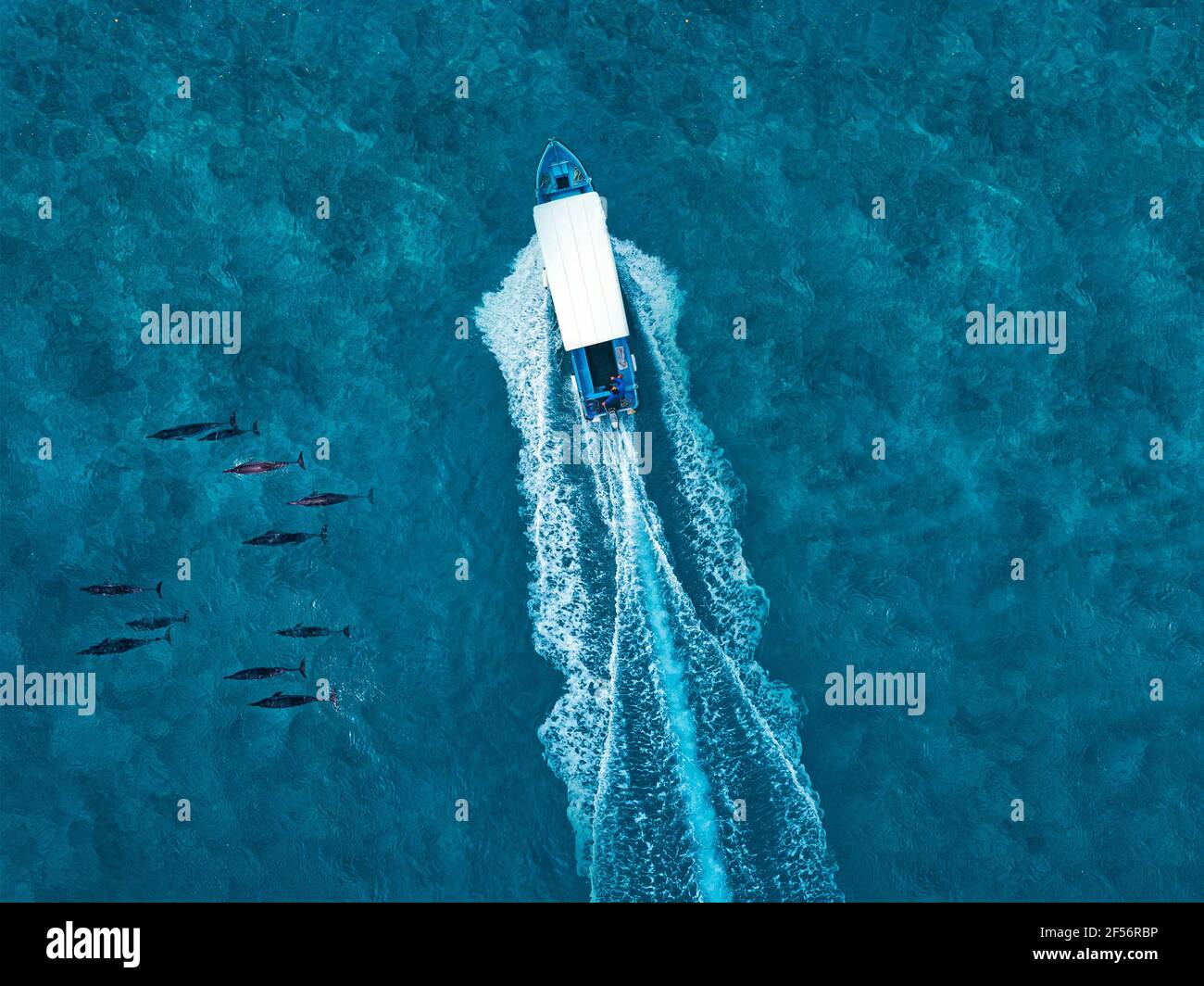 Aerial large pod of dolphins hi-res stock photography and images - Alamy