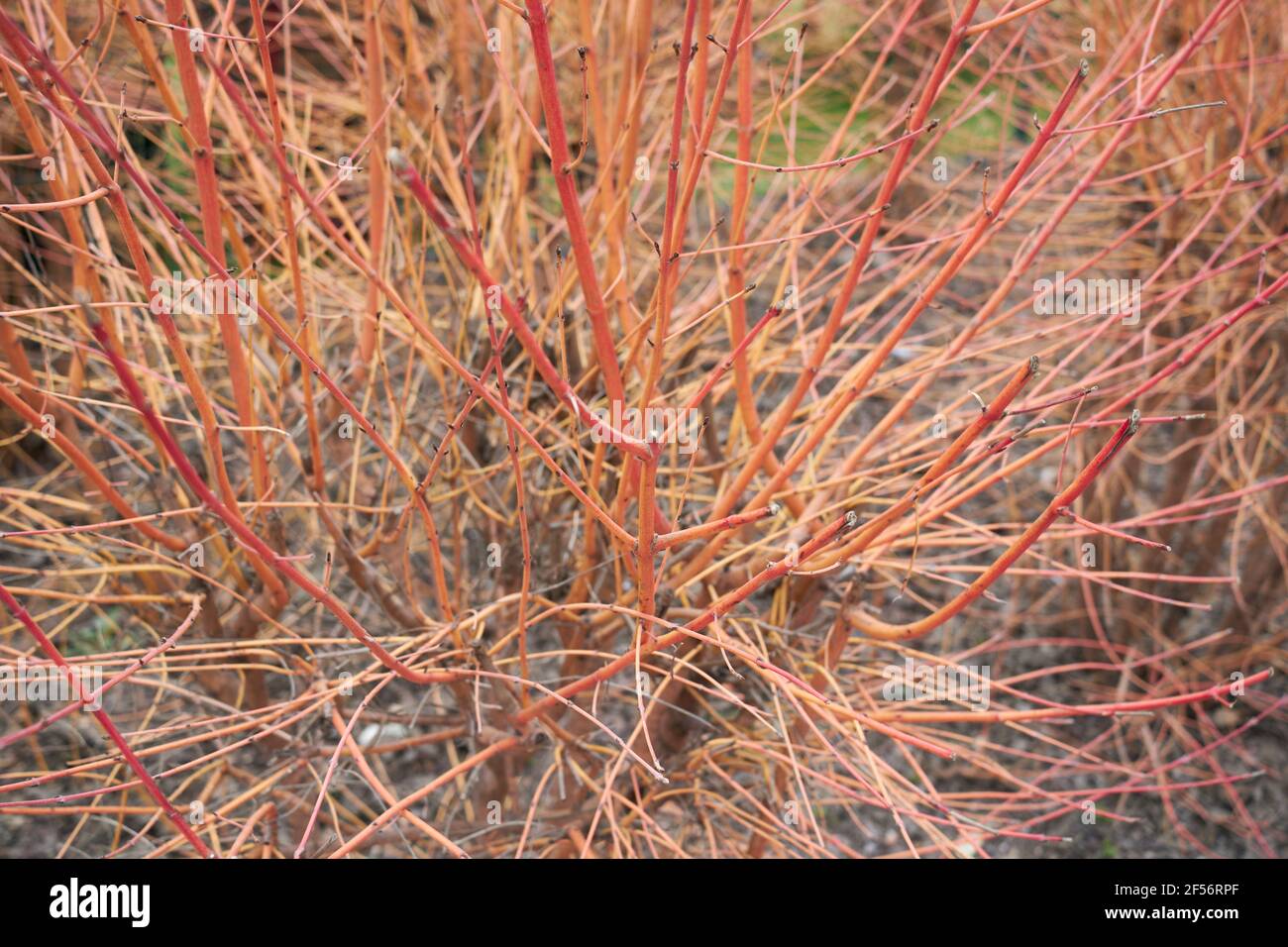 Cornus alba red and bronze branches Stock Photo - Alamy