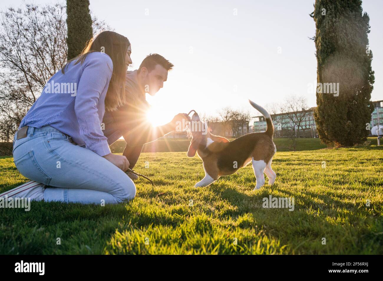 Mid adult couple playing with dog in park during sunset Stock Photo - Alamy