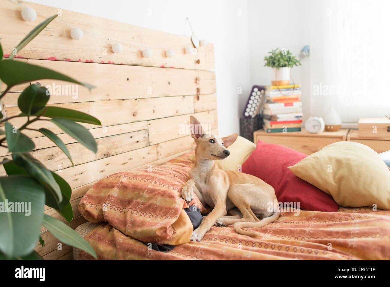 Greyhound bed hi-res stock photography and images - Alamy