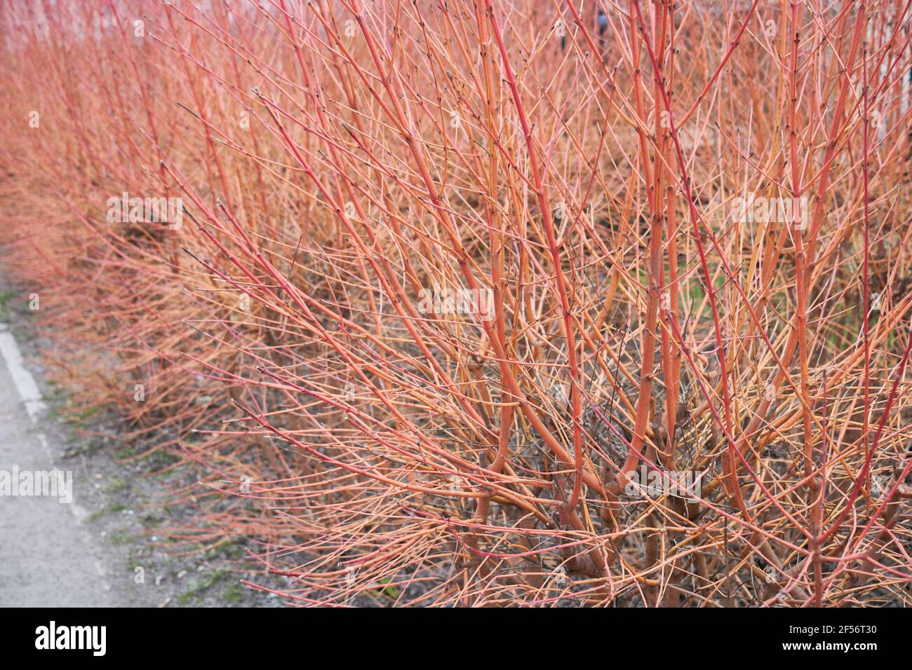 Cornus alba red and bronze branches Stock Photo - Alamy