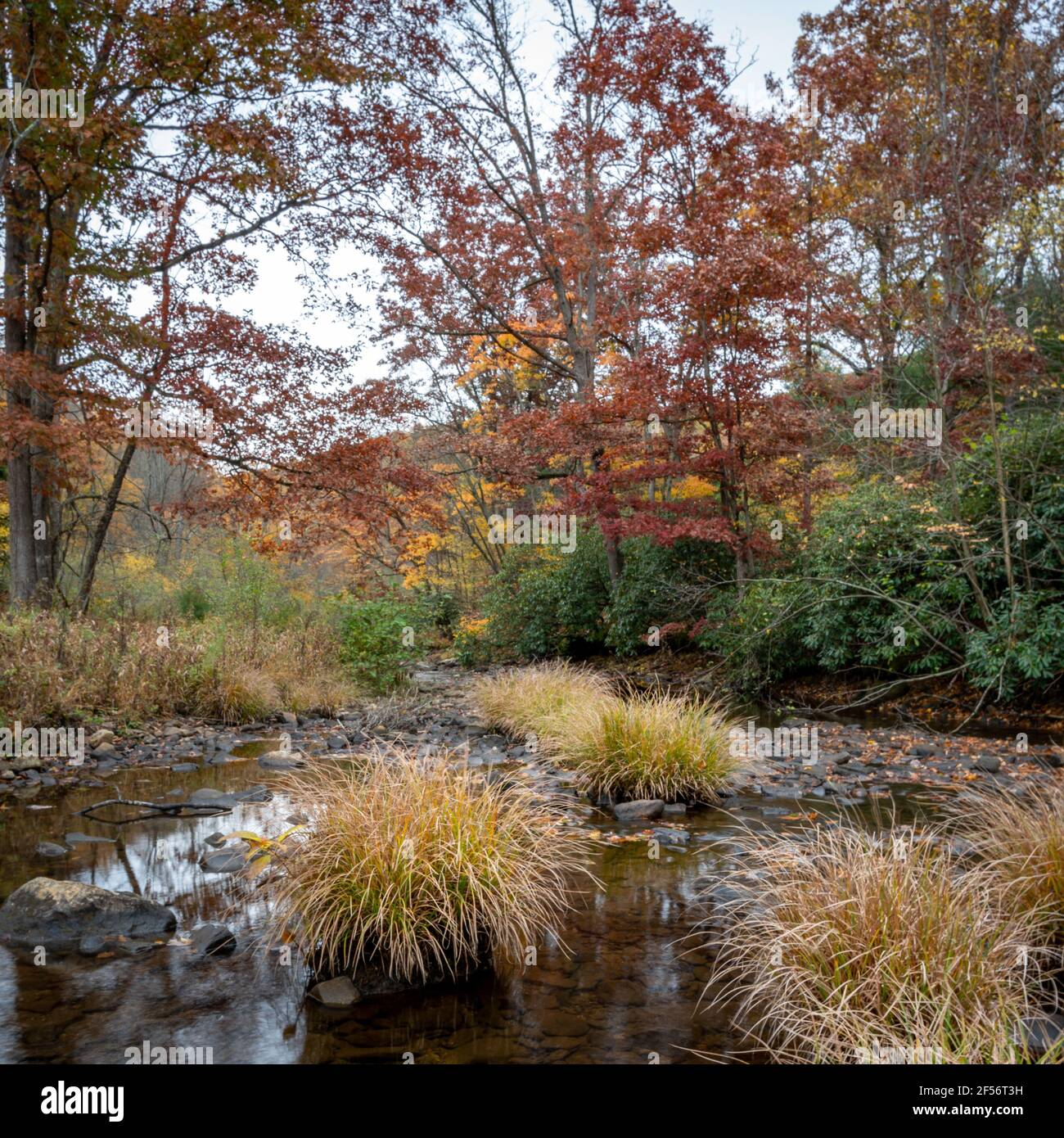 Small dirty pond in a forest covered in bushes and trees under a cloudy ...