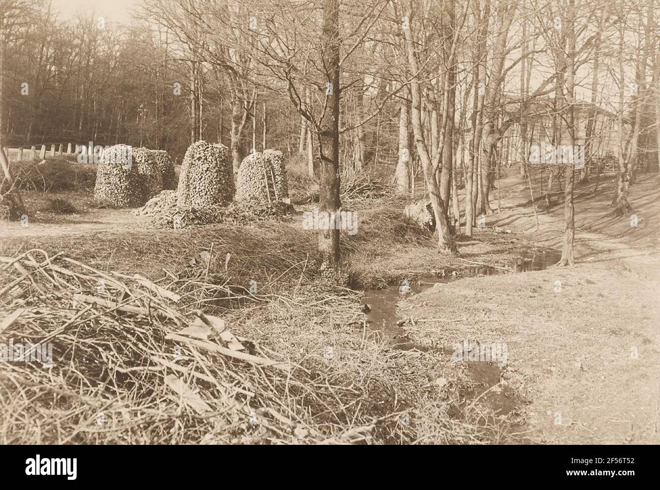 Sachsenwald hi-res stock photography and images - Alamy