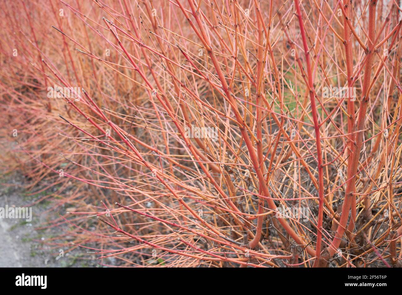 Dogwood cornus alba pruning hi-res stock photography and images - Alamy