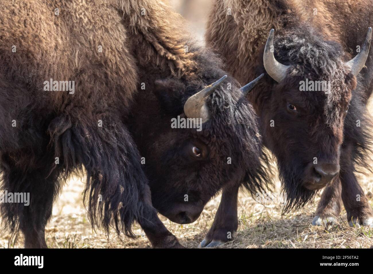 American Bison (Bison bison) males butt heads on a dry grassy field on ...