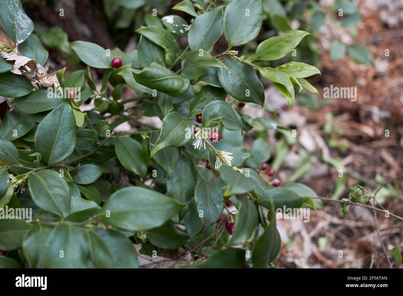 Sweet Shrub High Resolution Stock Photography and Images - Alamy