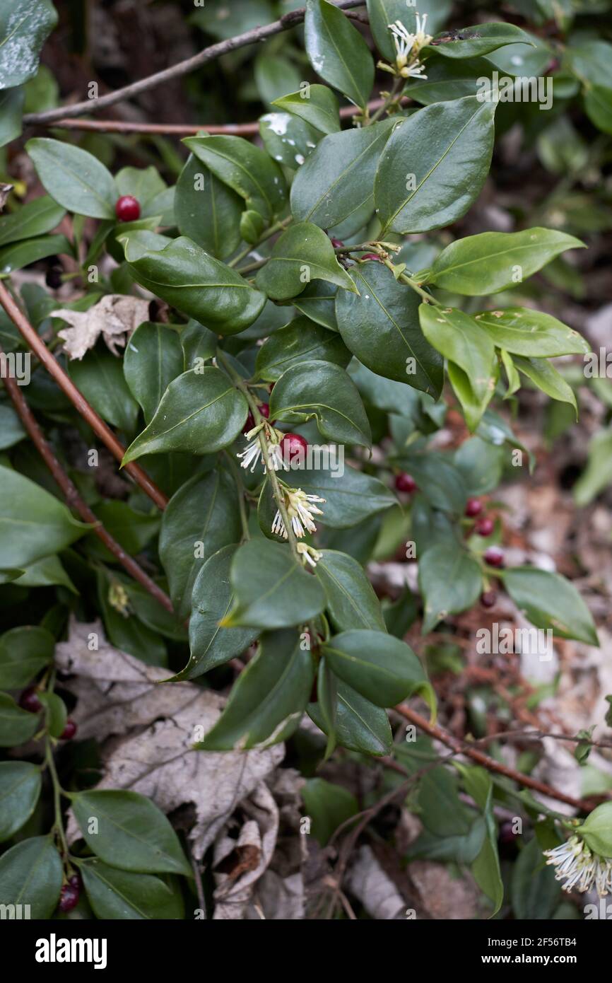 Sarcococca ruscifolia shrub in bloom Stock Photo - Alamy