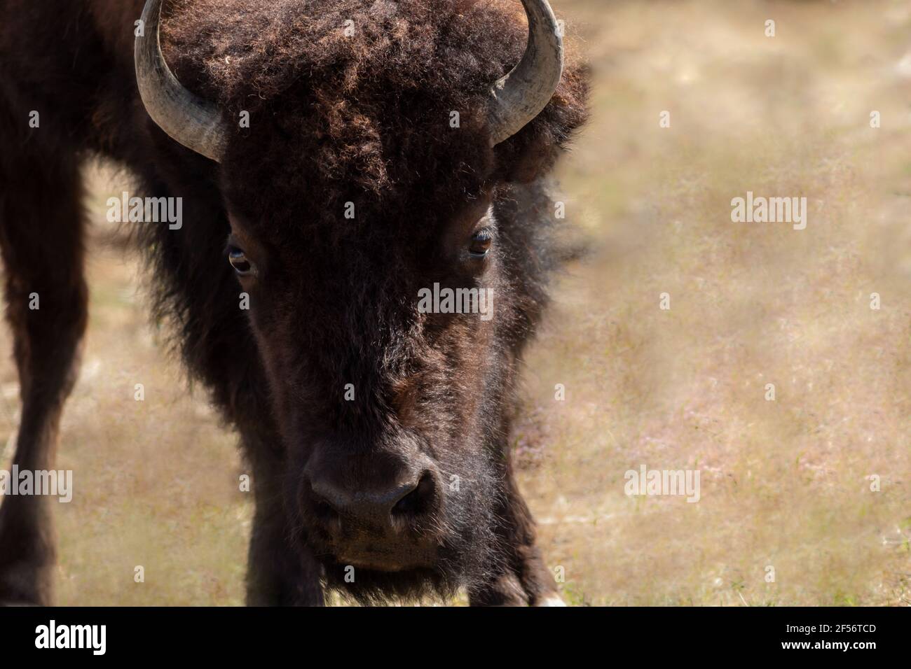 American Bison (Bison bison) male on a dry grassy field on an early ...