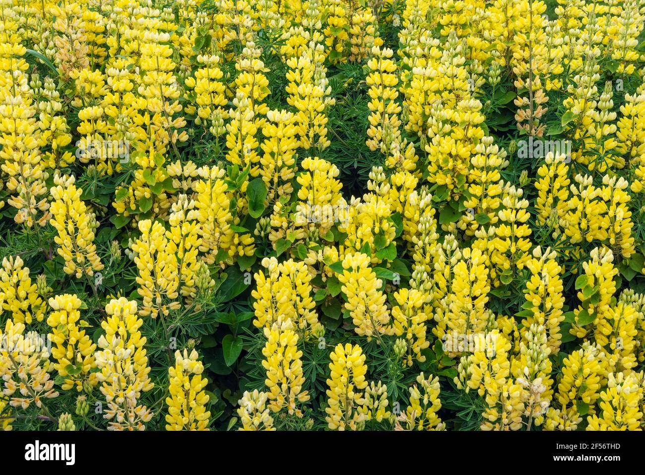 Yellow Tree Lupin High Resolution Stock Photography and Images - Alamy