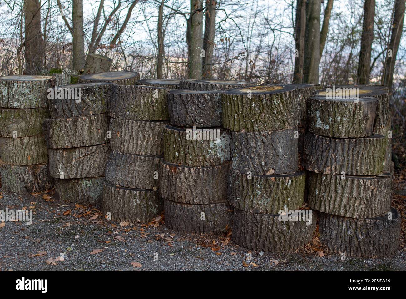 Closeup shot of tree trunks put together on the ground Stock Photo - Alamy