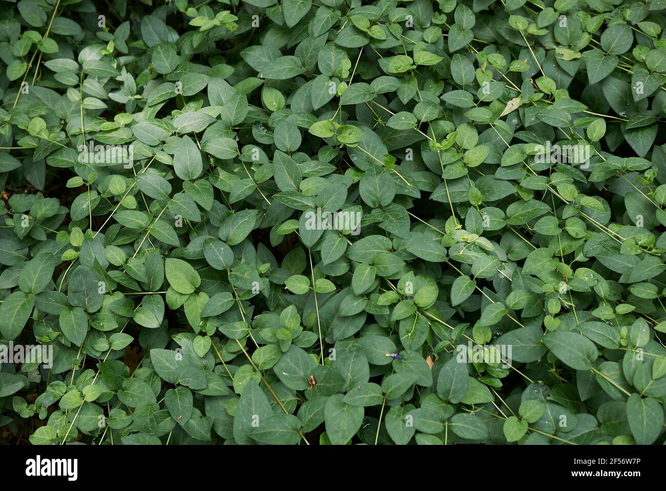 Vinca major leaves and flower close up Stock Photo - Alamy