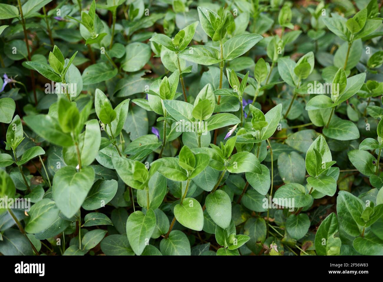 Purple vinca major ground cover hi-res stock photography and images - Alamy