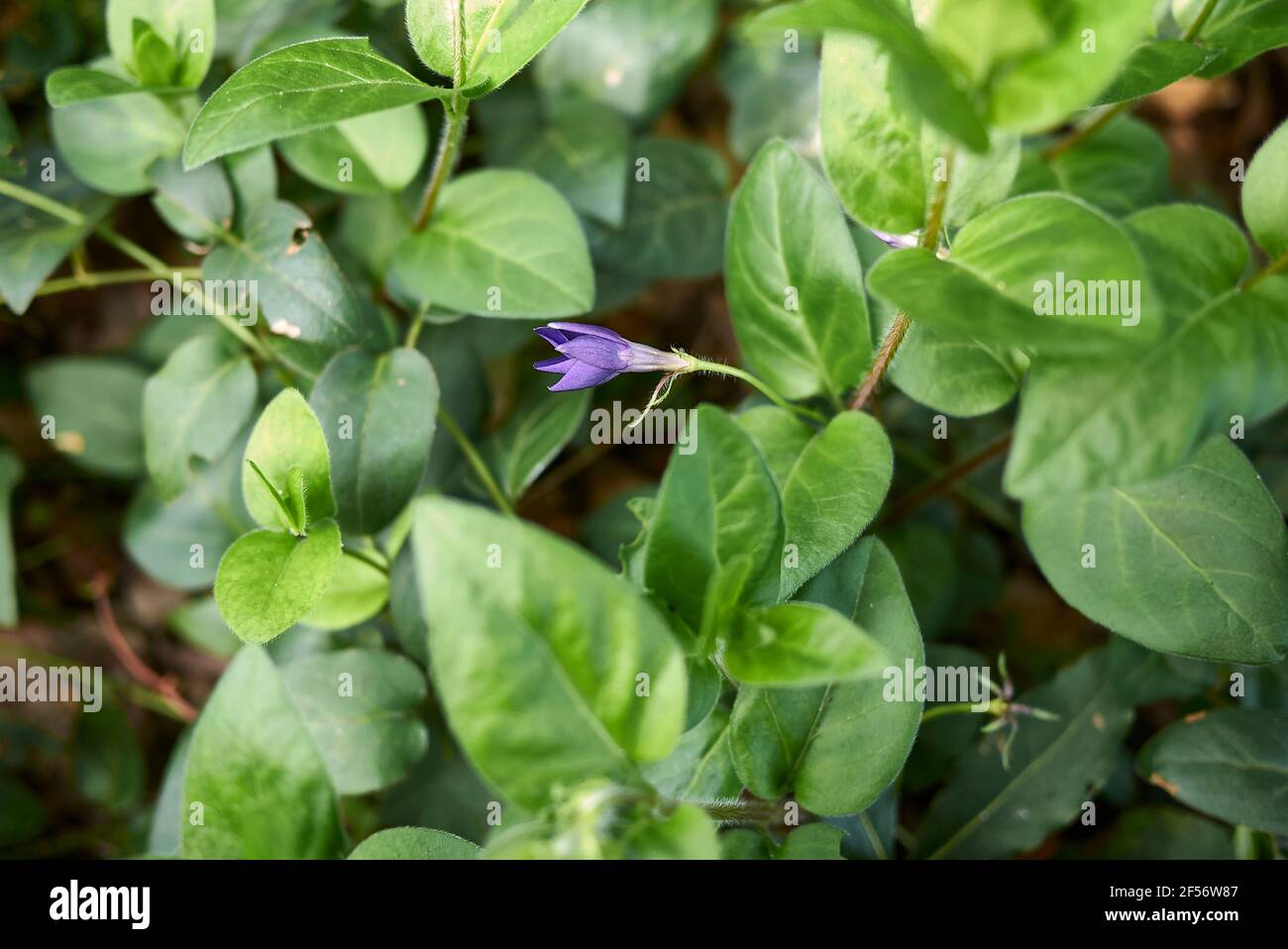 Vinca major leaves and flower close up Stock Photo - Alamy