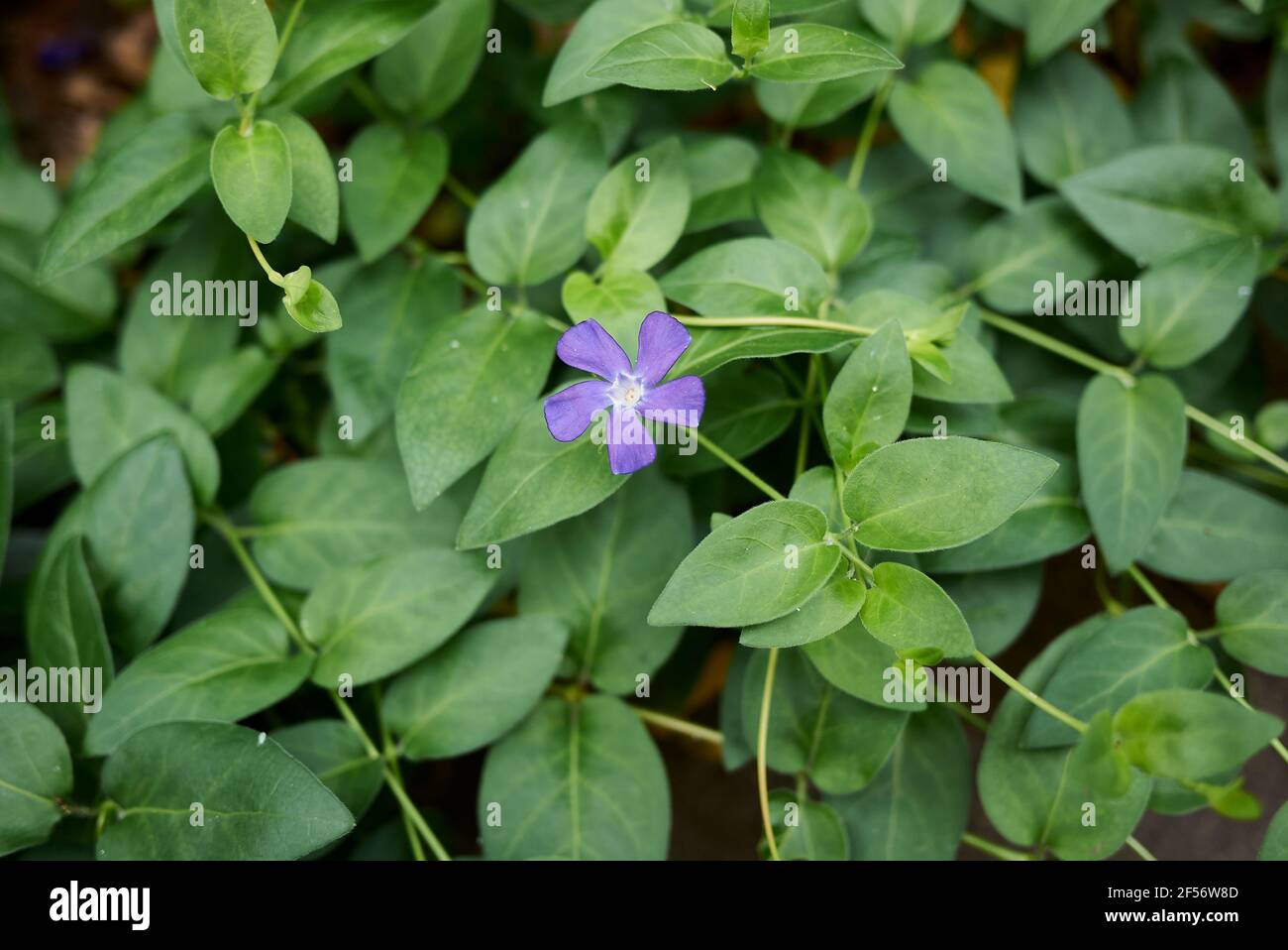 Vinca major leaves and flower close up Stock Photo - Alamy
