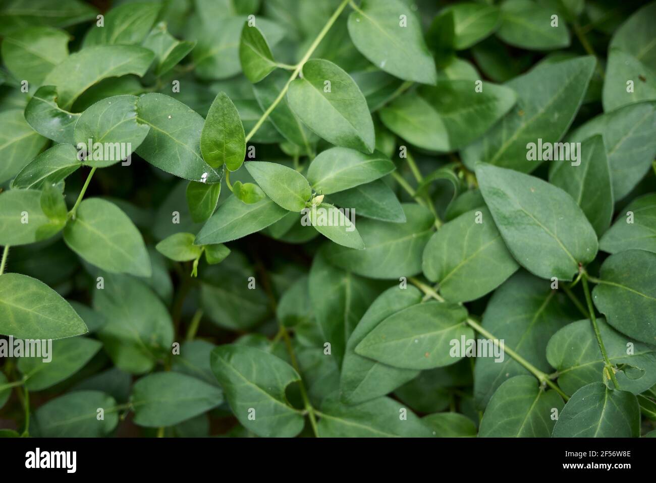 Vinca major vine hi-res stock photography and images - Alamy