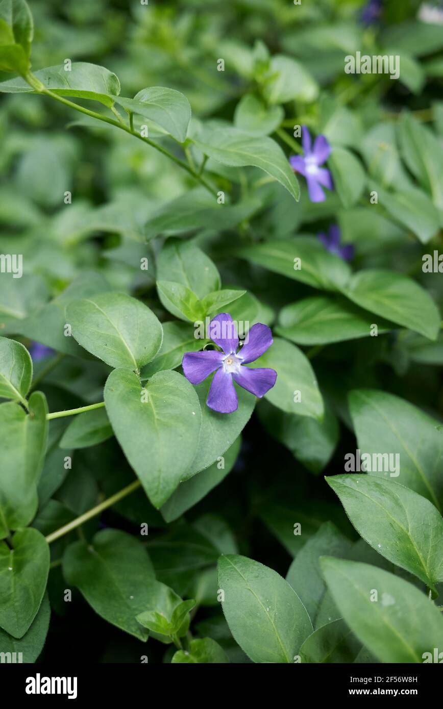 Trailing vine hi-res stock photography and images - Alamy