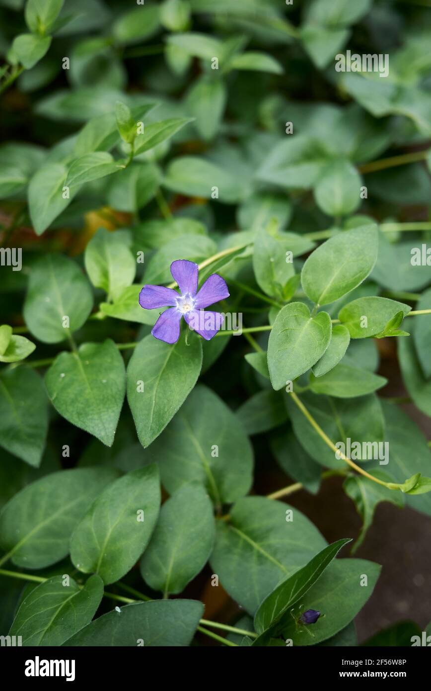 Big leaf periwinkle flower hi-res stock photography and images - Alamy