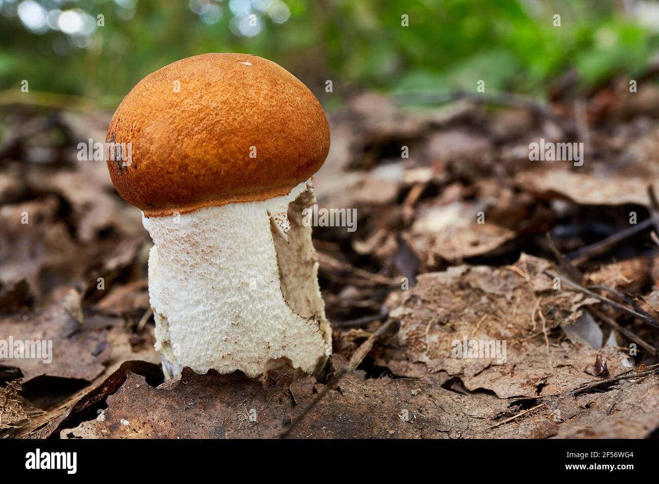 Leccinum aurantiacum - edible mushroom. Fungus in the natural ...