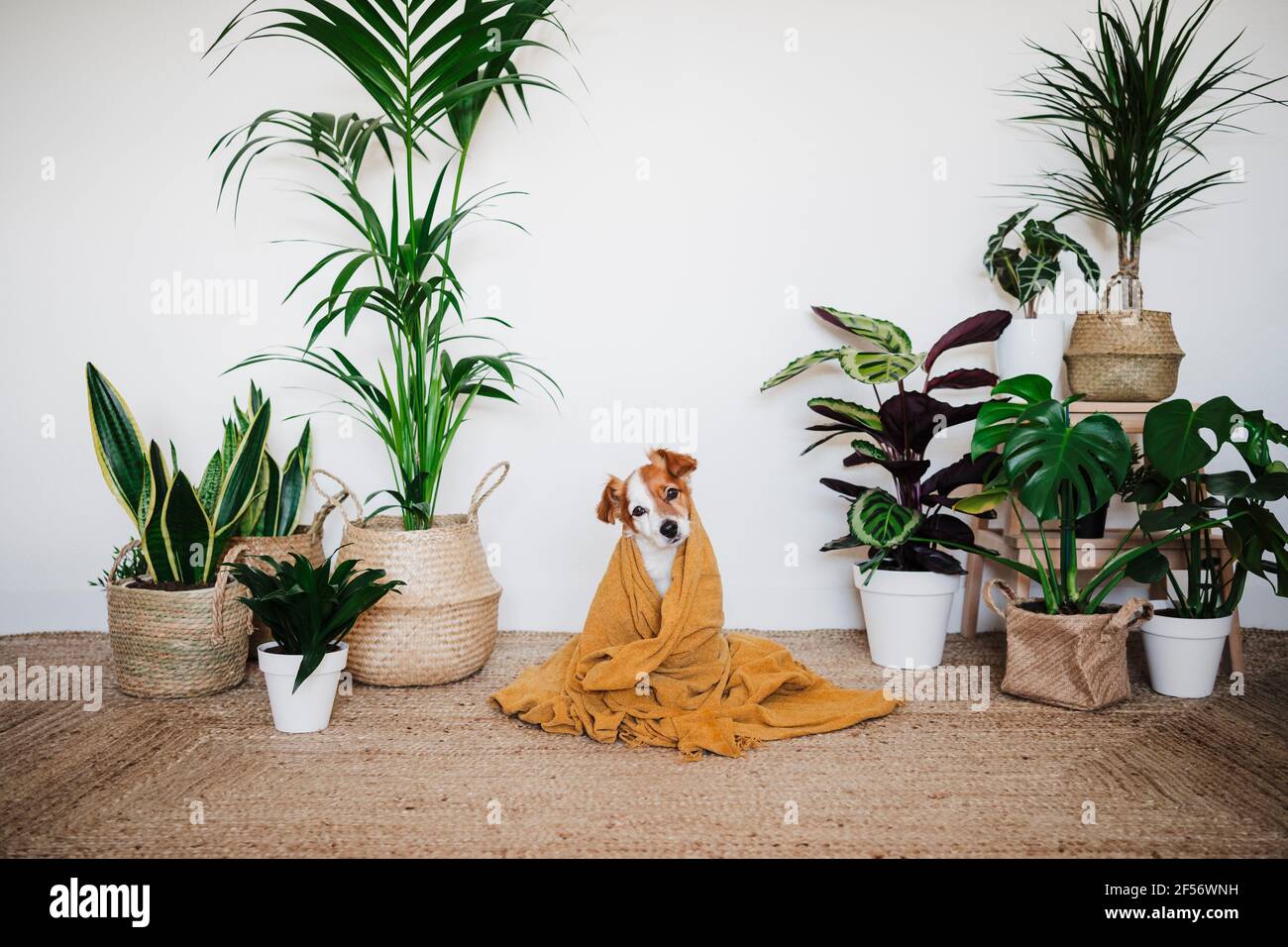 Dog covered in blanket sitting by houseplant decoration at home Stock ...