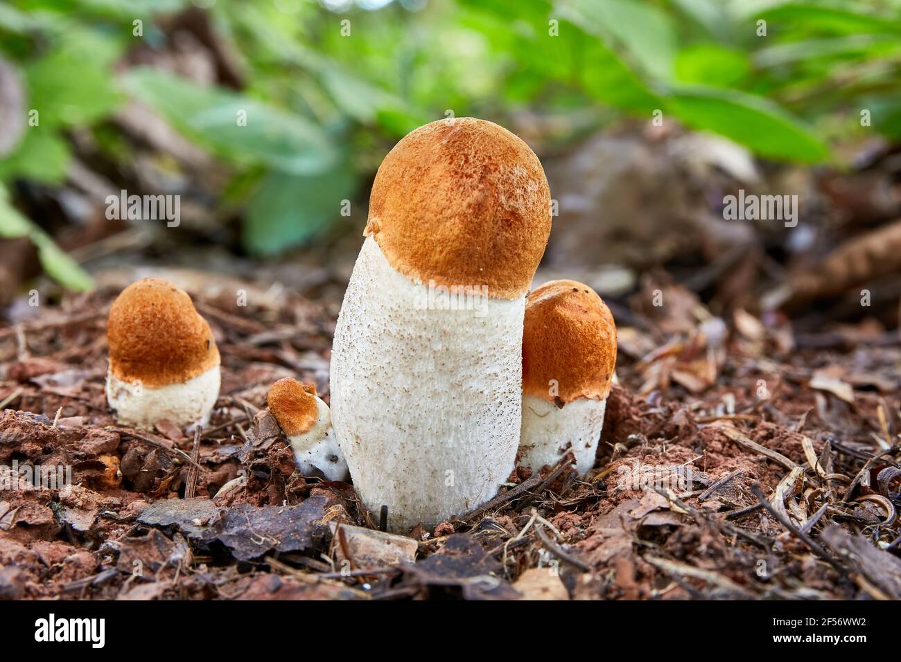 Leccinum aurantiacum - edible mushroom. Fungus in the natural ...