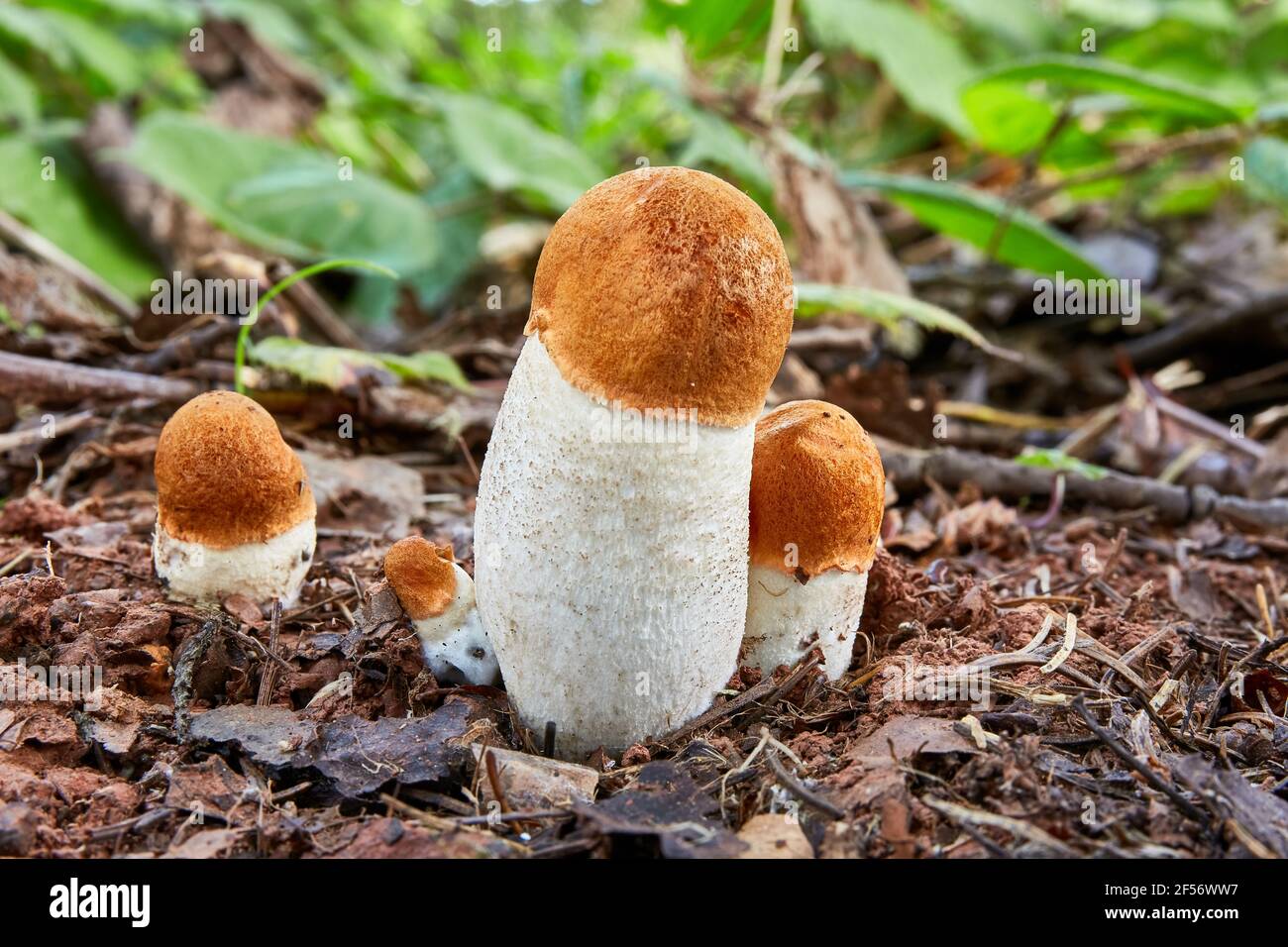 Leccinum aurantiacum - edible mushroom. Fungus in the natural ...