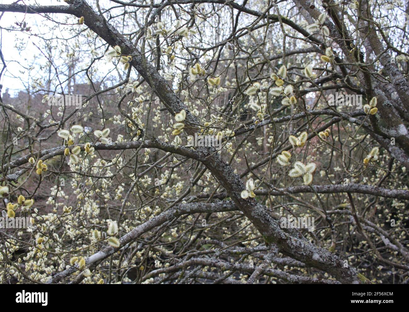 Hello trees hi-res stock photography and images - Alamy