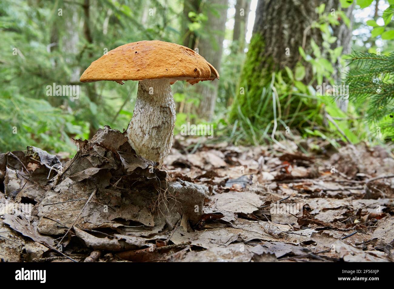 Leccinum aurantiacum - edible mushroom. Fungus in the natural ...
