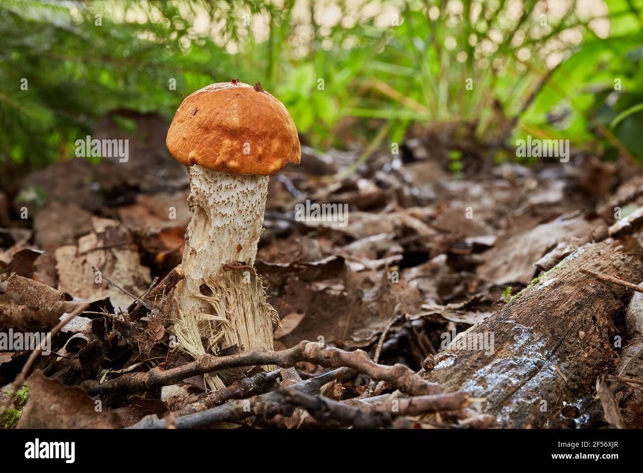 Leccinum aurantiacum - edible Mushroom. Fungus in the natural ...