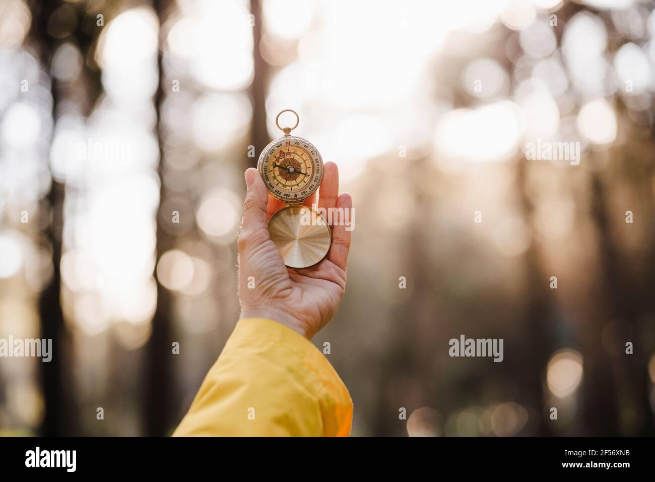 Compass in the forest hi-res stock photography and images - Alamy