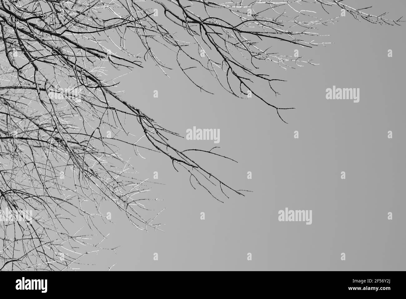 Old bare tree branches in clear sky. BW Stock Photo - Alamy