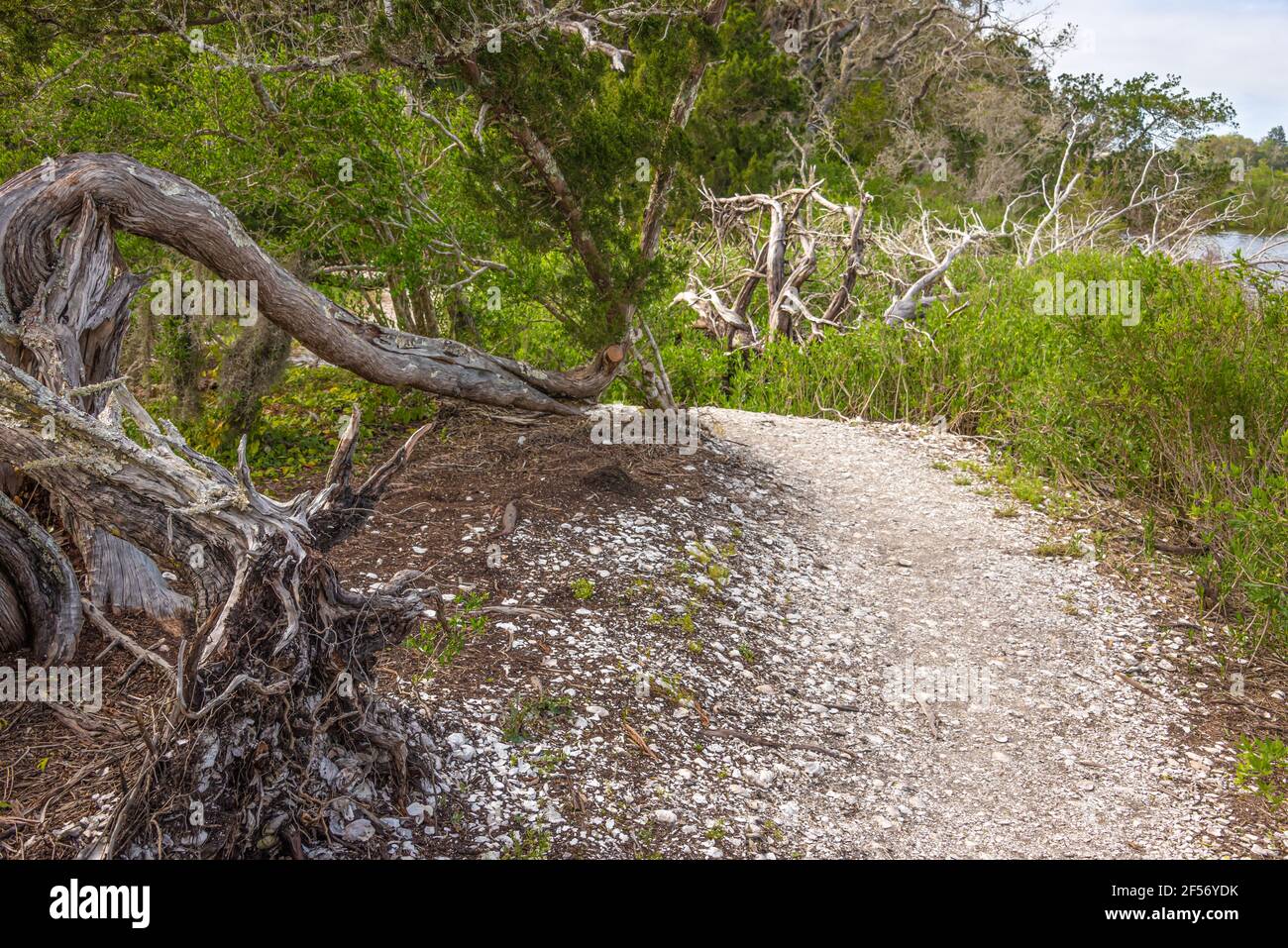 Path over a centuries old deposit of oyster shells from the Timucuans ...