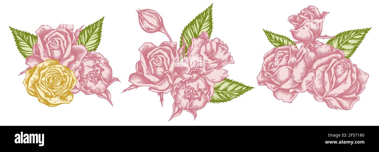 Flower bouquet of pastel roses Stock Vector Image & Art - Alamy