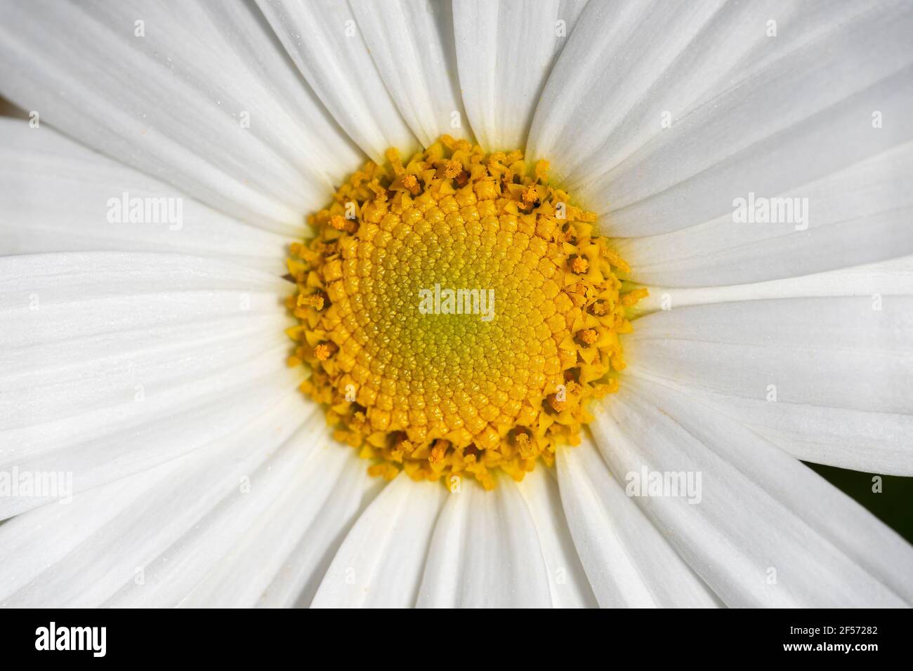 macro photography of white daisy.close-up aerial photograph. Horizontal ...
