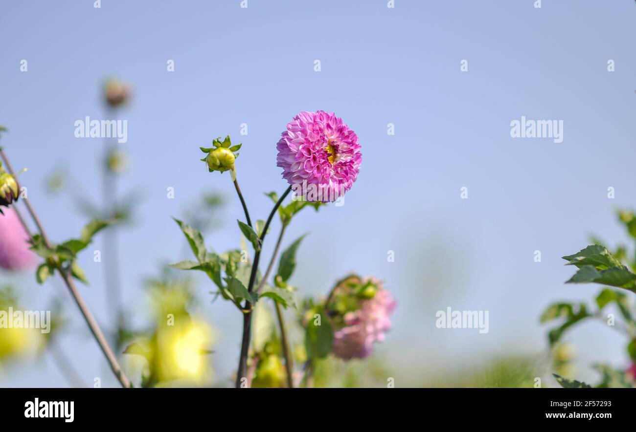 Flower single sky background hi-res stock photography and images - Alamy