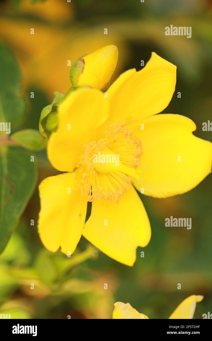 Five petalled flowers hi-res stock photography and images - Alamy