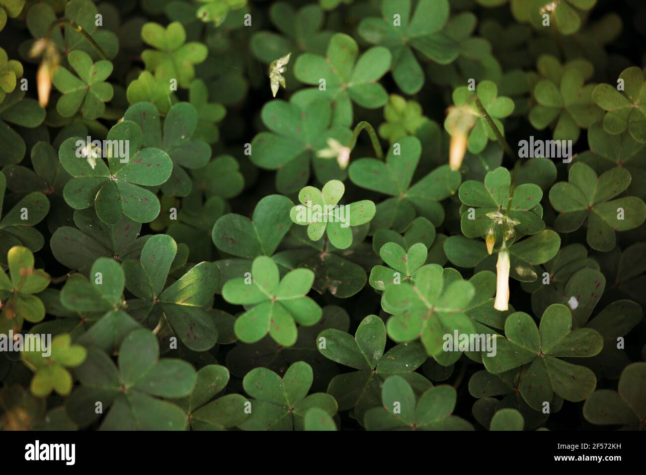 Irish texture hi-res stock photography and images - Alamy