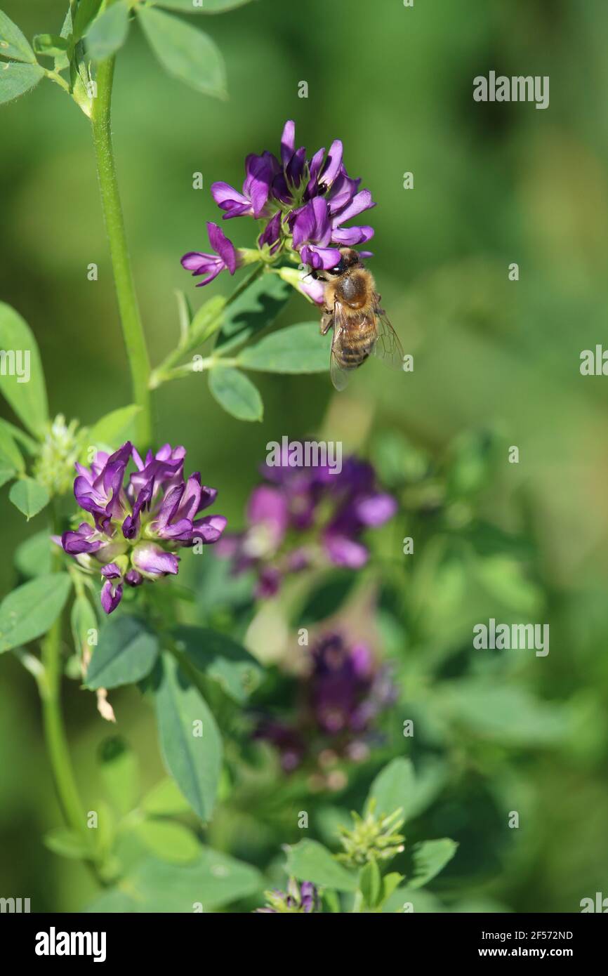 Alfalfa field in bloom hi-res stock photography and images - Alamy