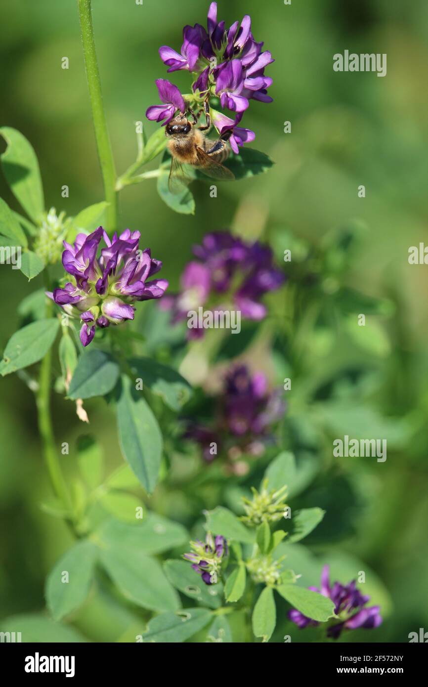 Alfalfa field in bloom hi-res stock photography and images - Alamy