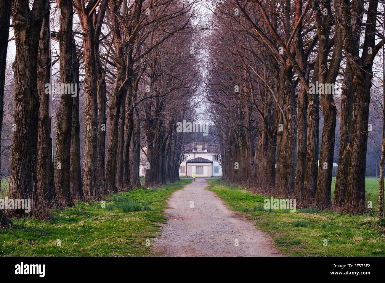 Horizontal wide angle perspective shot of forest road through winter ...