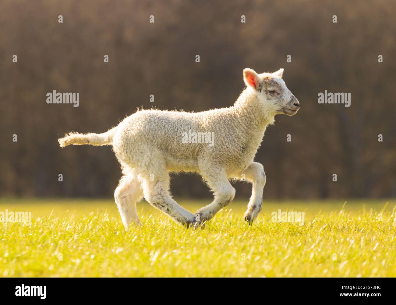 Young lamb running in a field. Isolated. Hertfordshire. UK Stock Photo ...