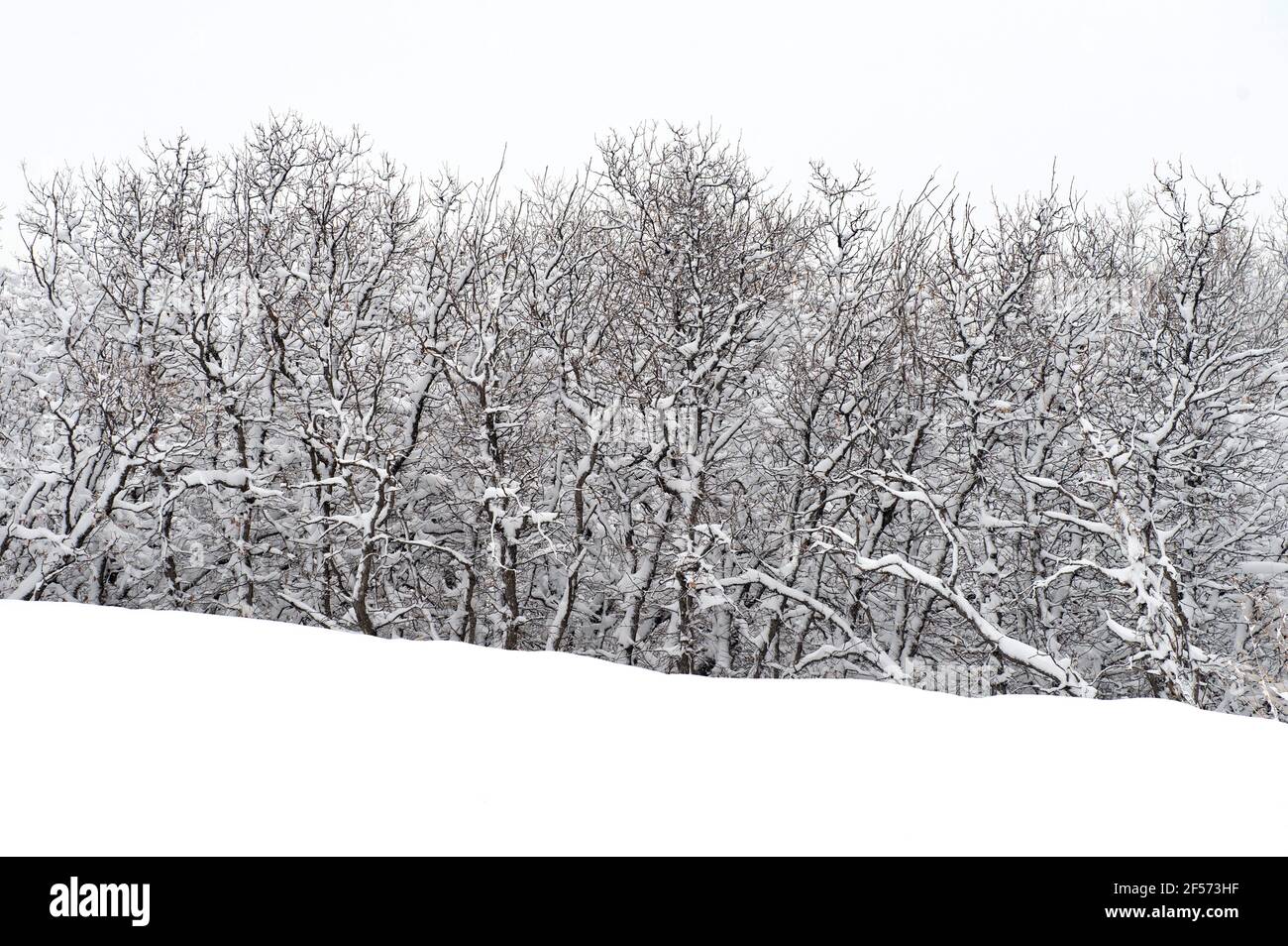Heavy snow on scrub oak trees, from a late Spring snowstorm in Colorado ...